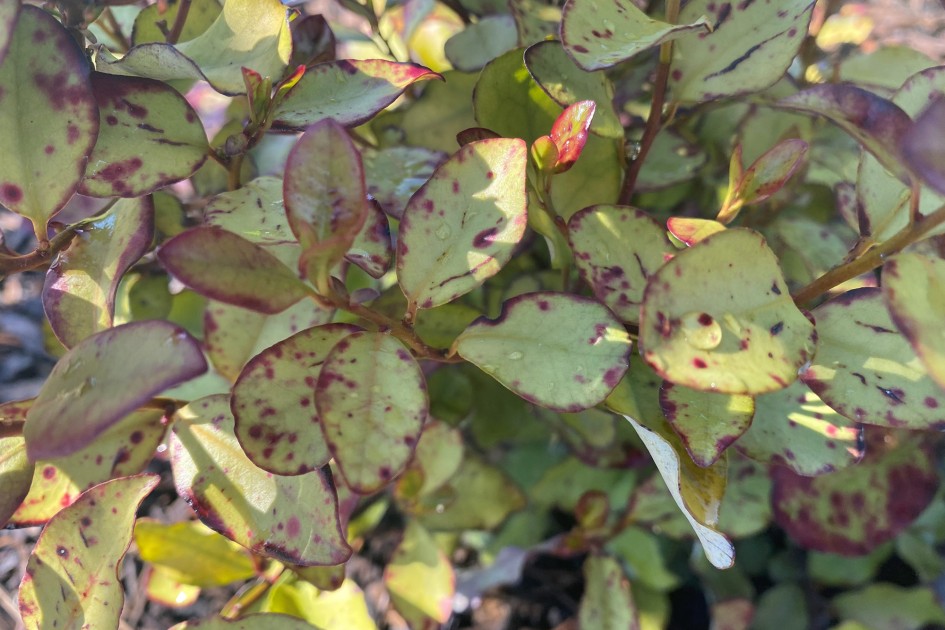 A story of Rongo – He korero mō Rongo » Manaaki Whenua