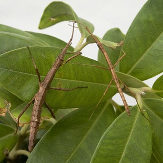 Classification and identification » Manaaki Whenua