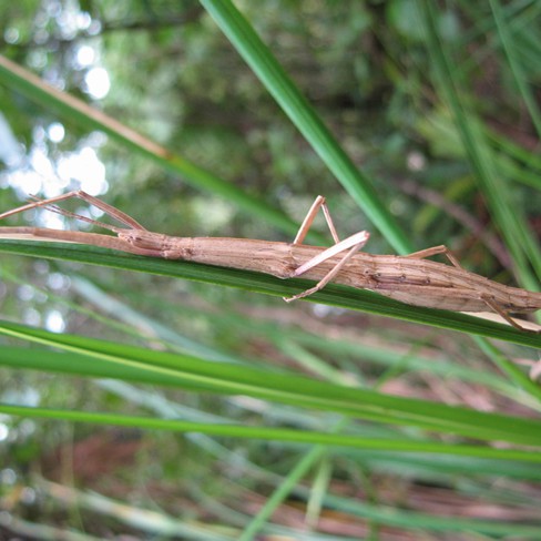 Classification and identification » Manaaki Whenua