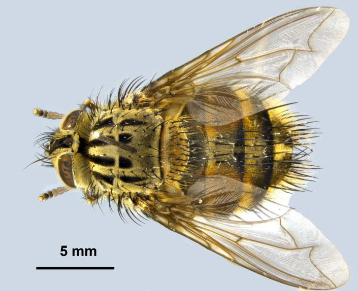 Tachinidae » Manaaki Whenua