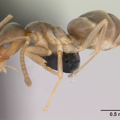 Doleromyrma darwiniana » Manaaki Whenua