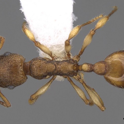 Huberia brounii » Manaaki Whenua