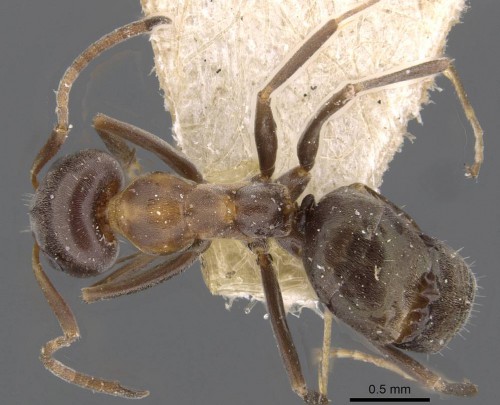 Iridomyrmex undescribed » Manaaki Whenua