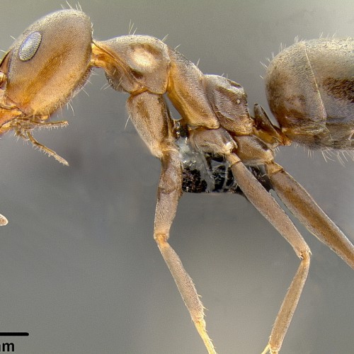 Iridomyrmex undescribed » Manaaki Whenua