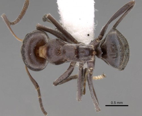 Iridomyrmex undescribed » Manaaki Whenua