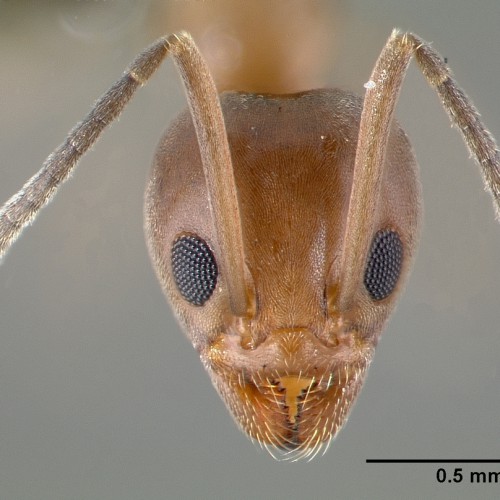 Linepithema humile » Manaaki Whenua