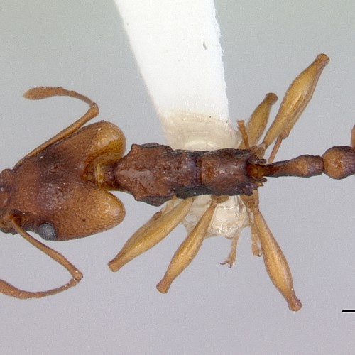 Orectognathus antennatus » Manaaki Whenua