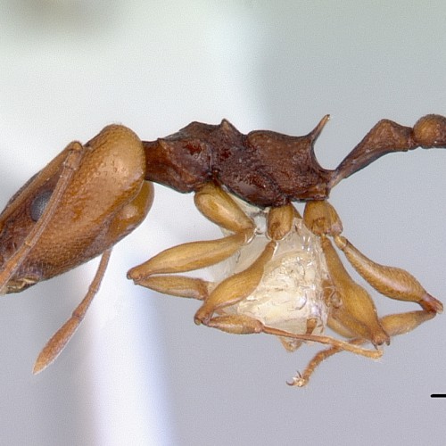 Orectognathus antennatus » Manaaki Whenua