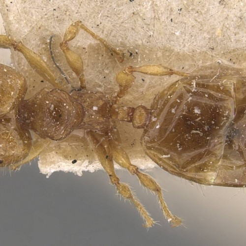Pheidole rugosula » Manaaki Whenua