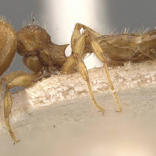 Pheidole rugosula » Manaaki Whenua