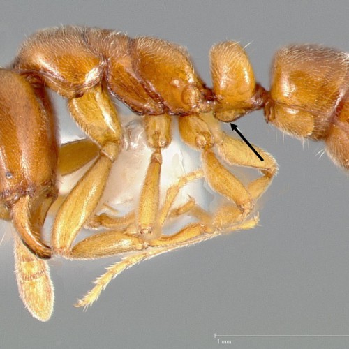 Ant key 35 » Manaaki Whenua