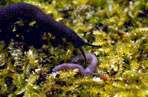 Peripatus » Manaaki Whenua