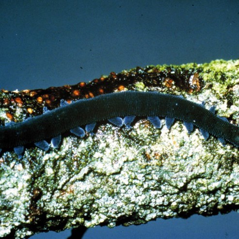 Peripatus » Manaaki Whenua