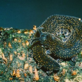 Peripatus » Manaaki Whenua