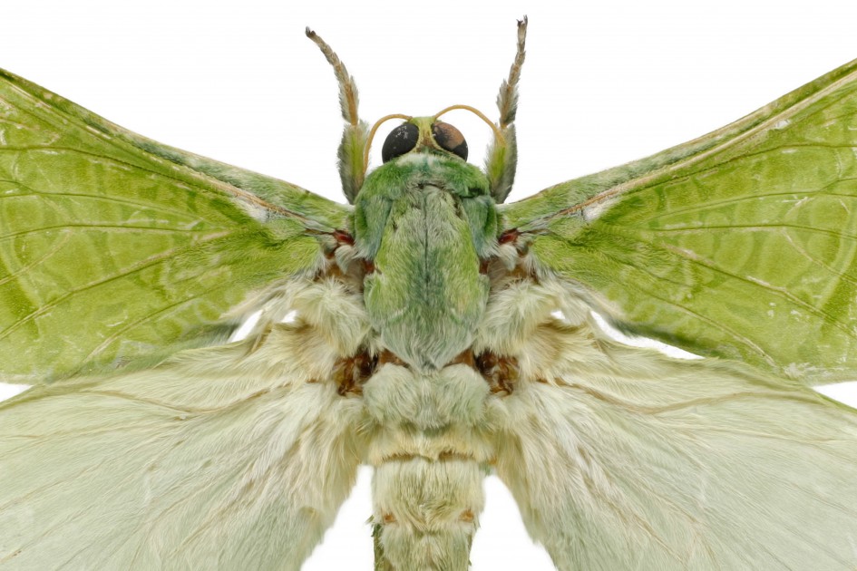 Moths & butterflies » Manaaki Whenua