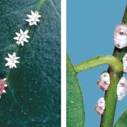 Image gallery » Manaaki Whenua