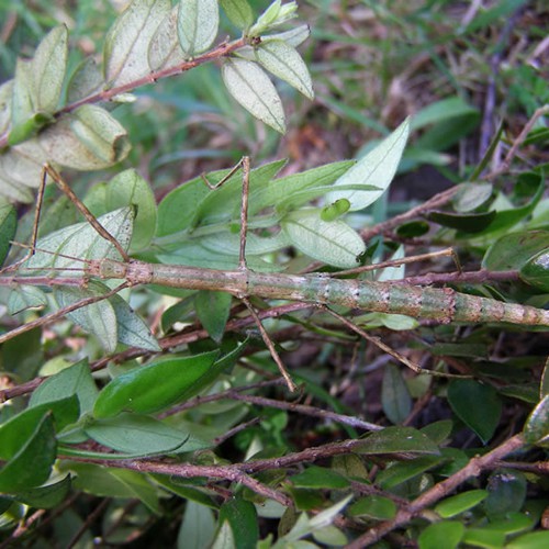 Classification and identification » Manaaki Whenua