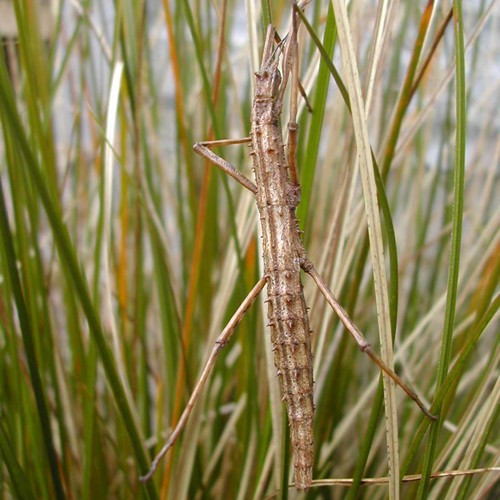 Classification and identification » Manaaki Whenua