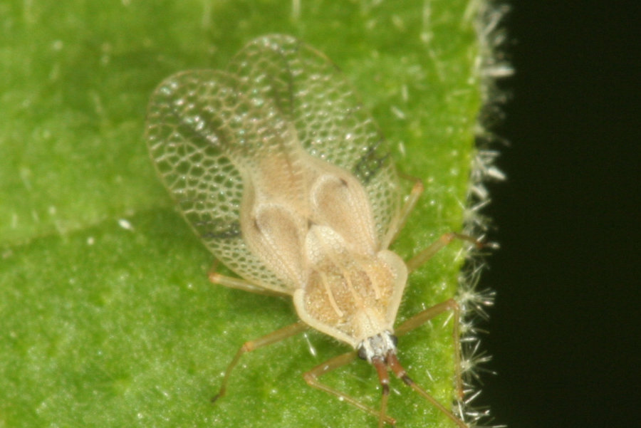 Woolly nightshade lace bug » Manaaki Whenua
