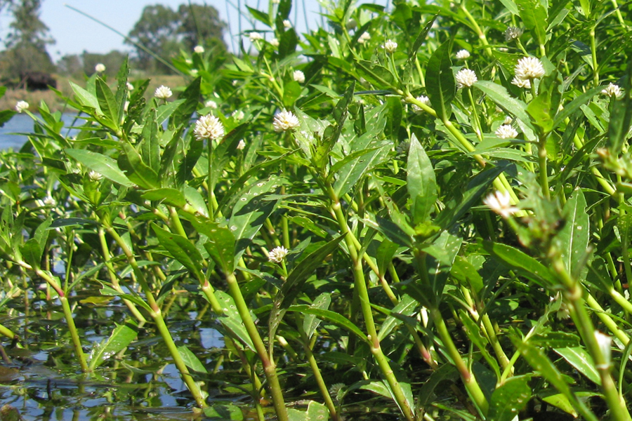 Alligator Weed Invasive Species