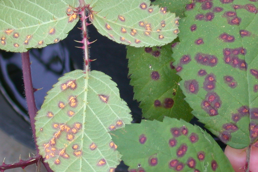 Blackberry rust » Manaaki Whenua