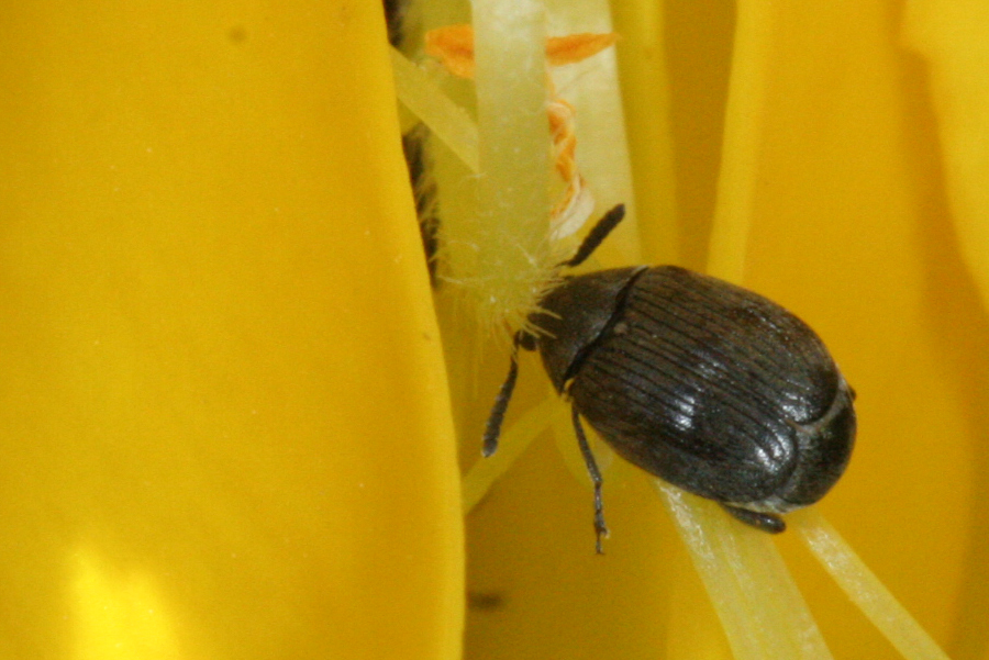 Broom seed beetle » Manaaki Whenua