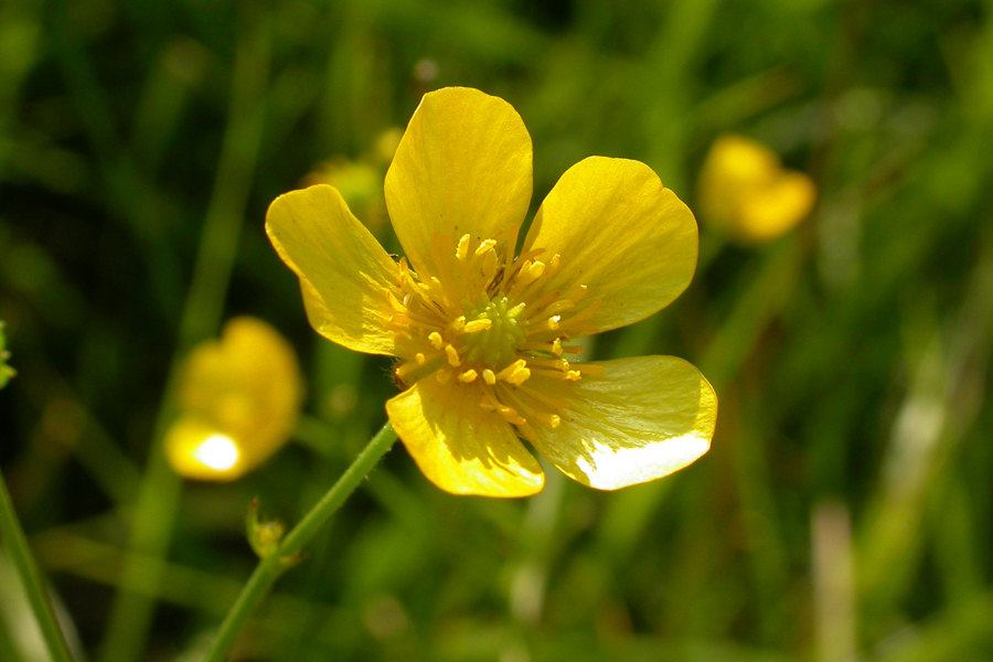 Giant buttercup » Manaaki Whenua