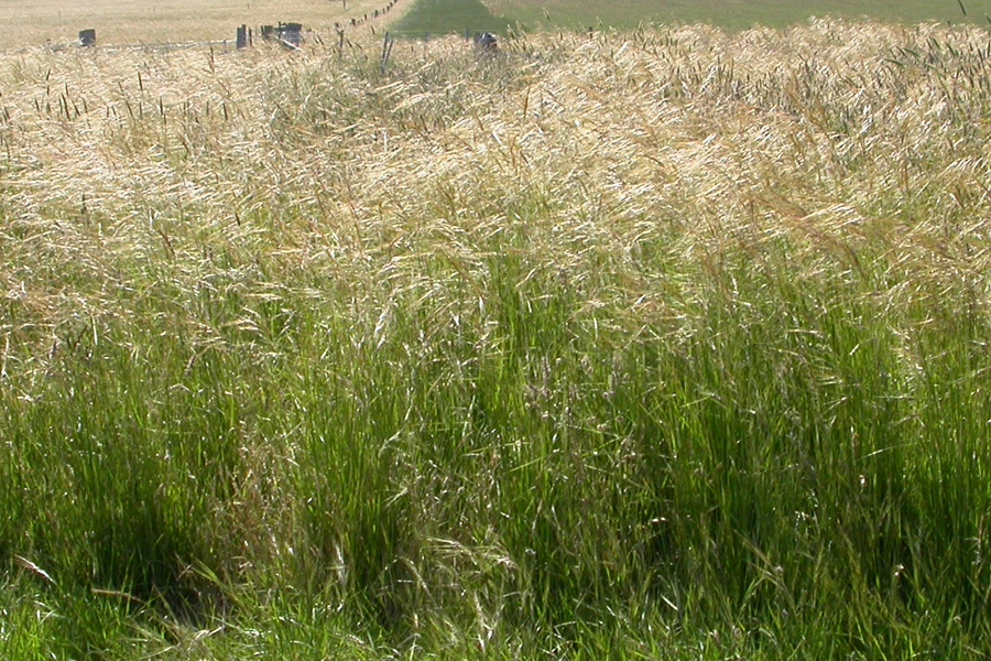 Giant reed » Manaaki Whenua