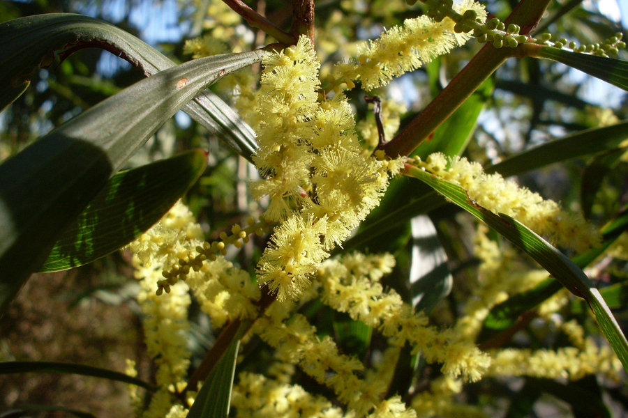 Sydney golden wattle » Manaaki Whenua