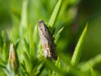 Gorse pod moth » Manaaki Whenua