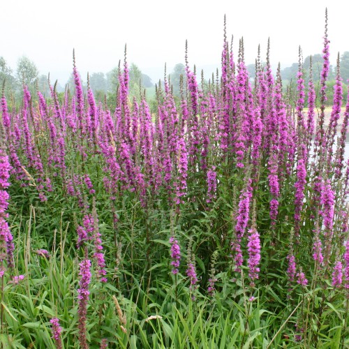 Application to release purple loosestrife leaf beetles, root weevil and ...