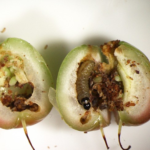 Application to release biocontrol agents for tutsan » Manaaki Whenua