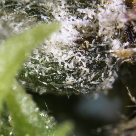 Application to release old man's beard gall mite » Manaaki Whenua