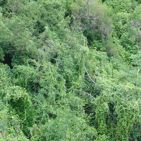 Application to release moth plant beetle » Manaaki Whenua