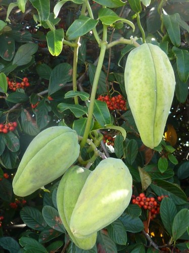 Application to release moth plant fruit fly » Manaaki Whenua