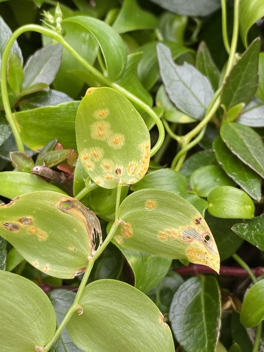 Bridal creeper rust » Manaaki Whenua