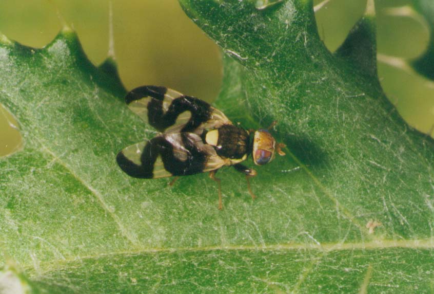 Californian thistle gall fly » Manaaki Whenua