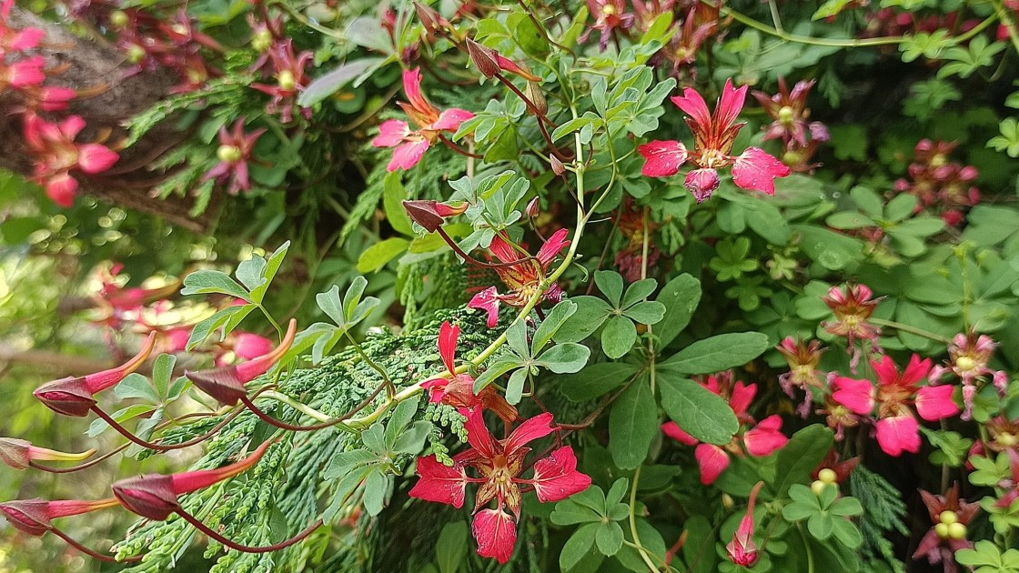 Chilean Flame Creeper Beetle Passes the Test » Manaaki Whenua