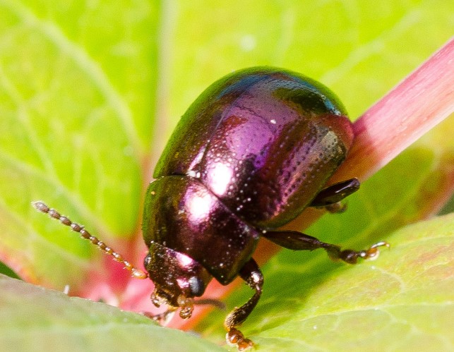 Tutsan beetle » Manaaki Whenua