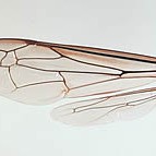 Wasp identification » Manaaki Whenua