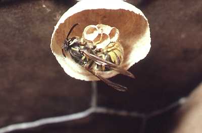 Life cycle of a wasp » Manaaki Whenua