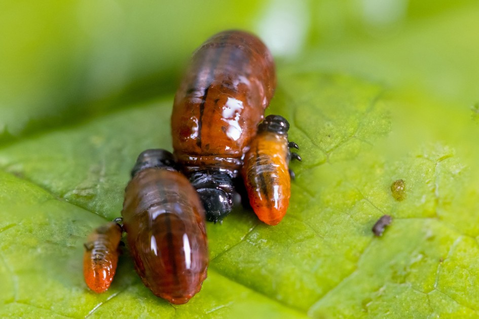Pacific weeds and natural enemies » Manaaki Whenua