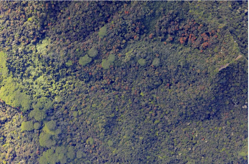 Remote sensing for monitoring invasive weeds » Manaaki Whenua