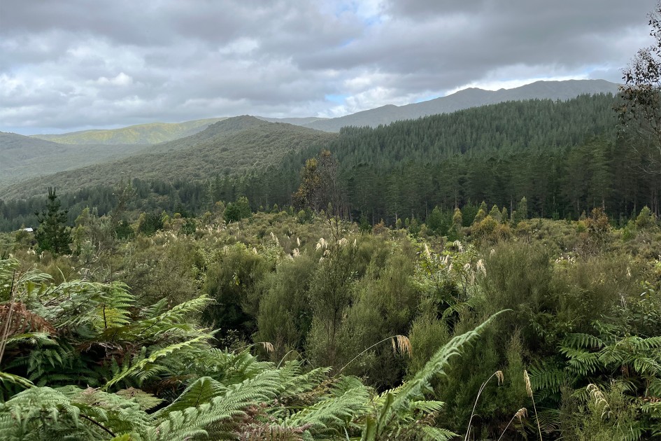 He Ngahere, He Korowai: Resilient land use strategies for whenua Māori ...