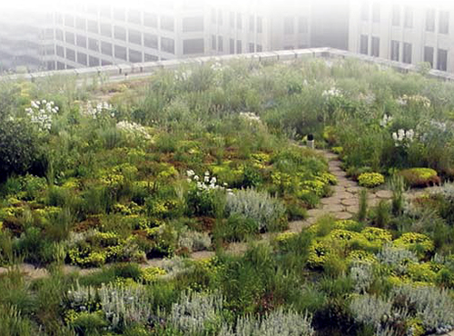 Bioretention devices » Manaaki Whenua