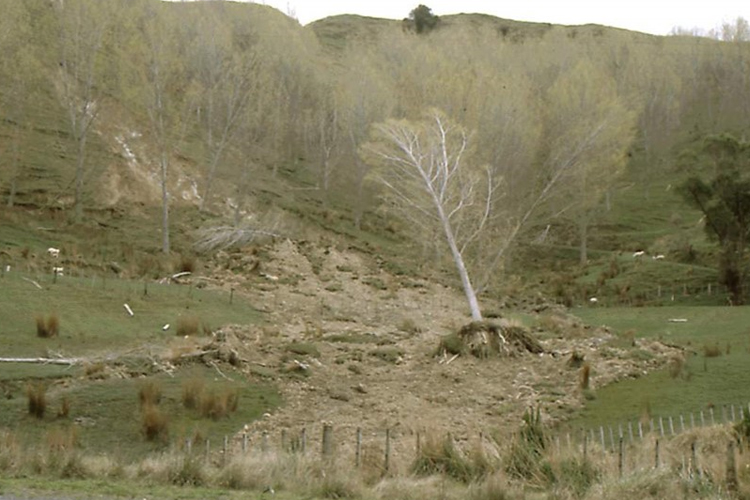 Trees for slip prevention: reflections on STEC from an international ...