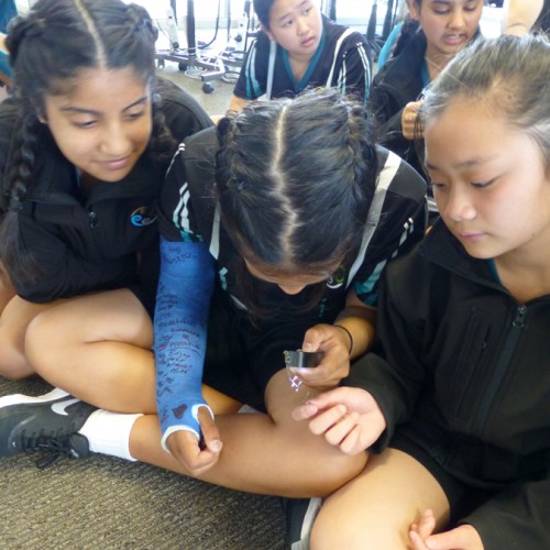 Mission Heights » Manaaki Whenua