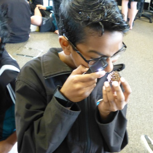 Mission Heights » Manaaki Whenua