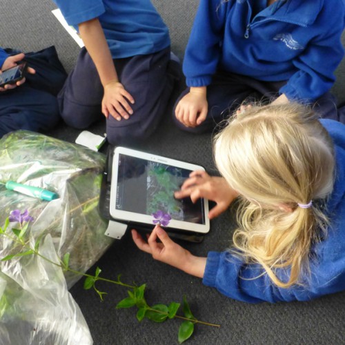 Haast School » Manaaki Whenua