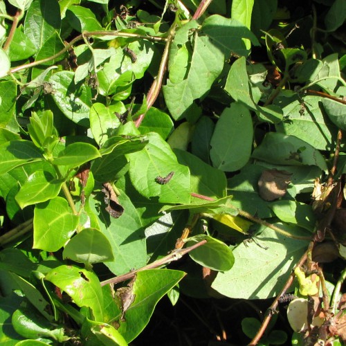 Paroa School » Manaaki Whenua